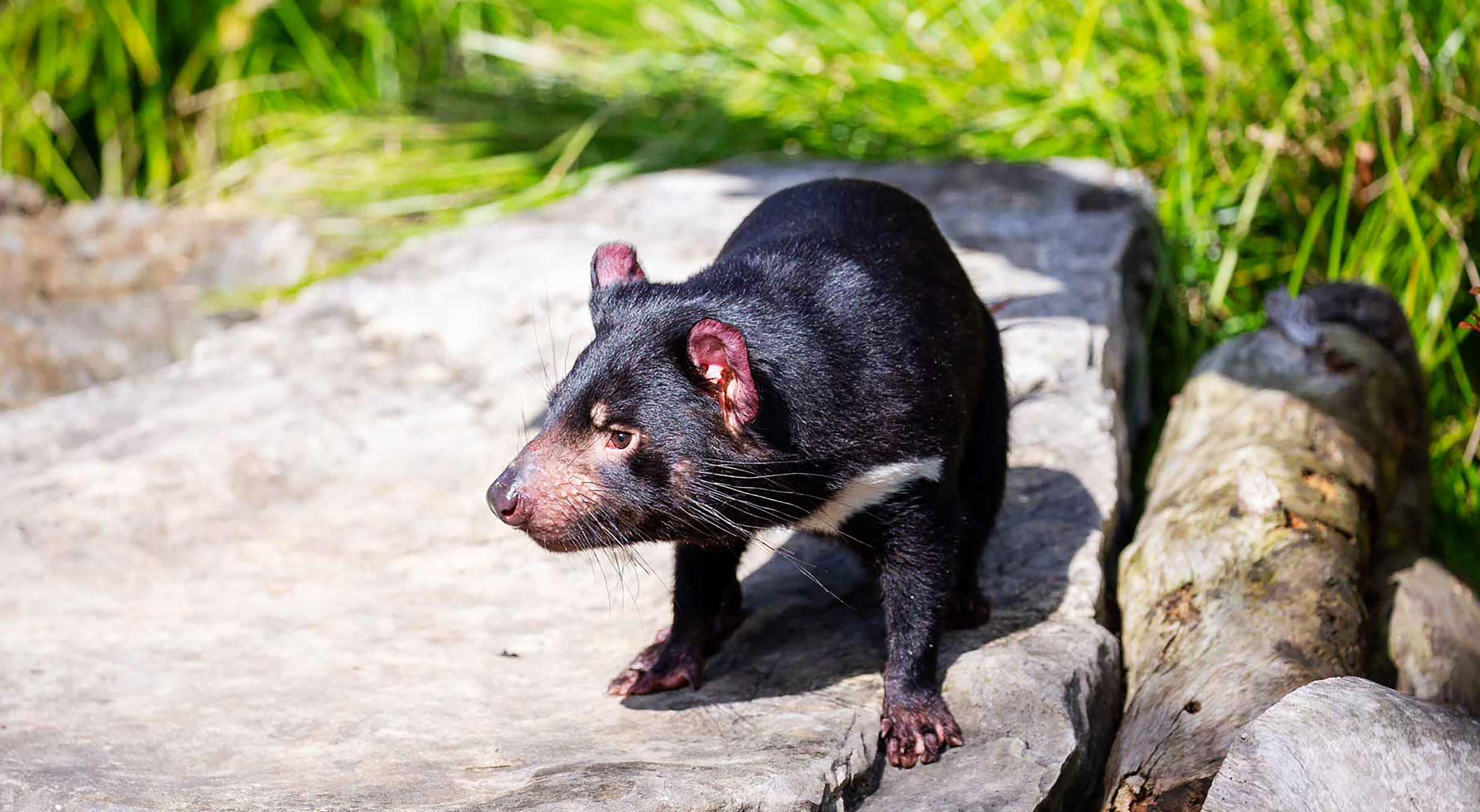 Auckland Zoo welcomes young devils