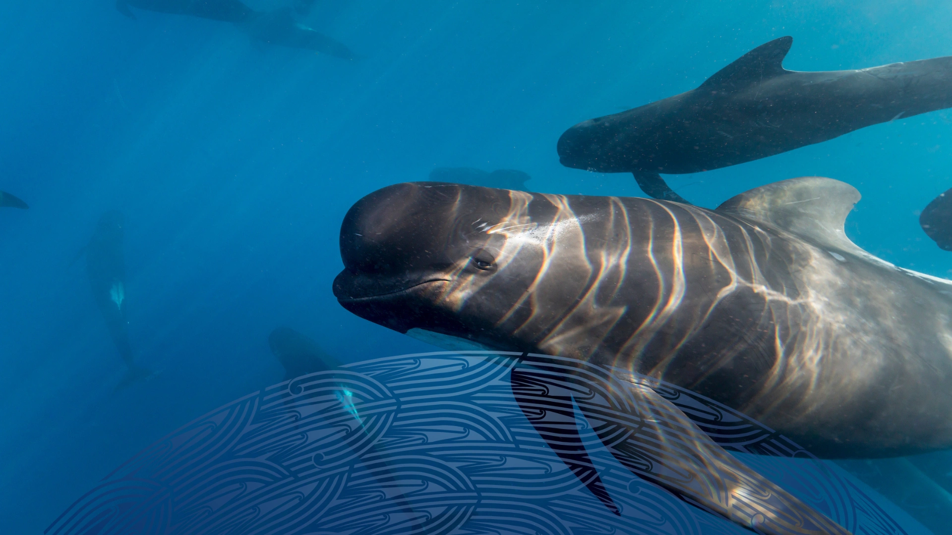 Ngā Huhua: Abundance | New Zealand Maritime Museum