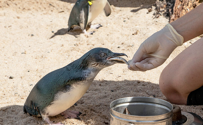 Bird keeper Ashleigh chats about our colony of little penguins ...
