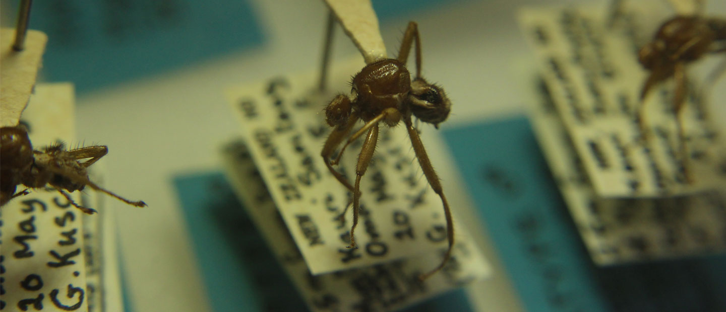 New Zealand's flightless hitch-hiking bat-fly | Auckland Zoo