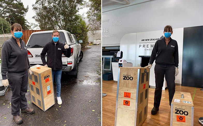 Under lockdown, our vital conservation work continues!| Auckland Zoo News