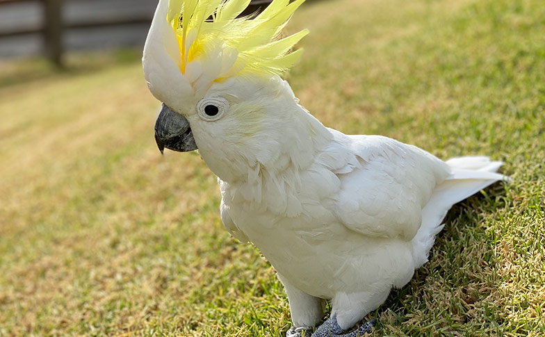 Cockatoo Captain takes a tour of Auckland Zoo! | Auckland Zoo