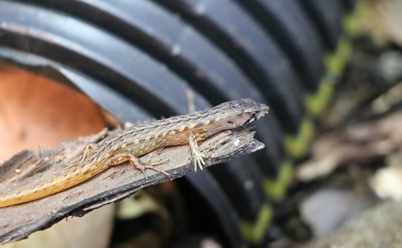 We welcome six chevron skinks to the Auckland Zoo whānau! | Auckland ...