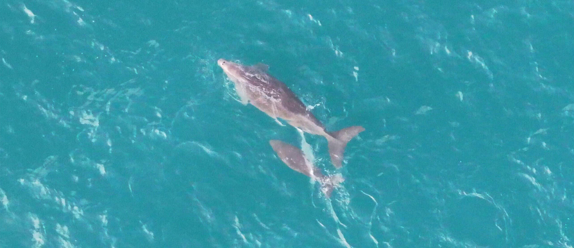 Using eDNA to uncover the secret lives of dugong in Malaysia | Auckland ...