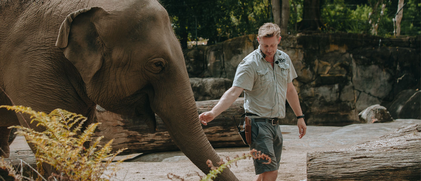 Z Elephants
