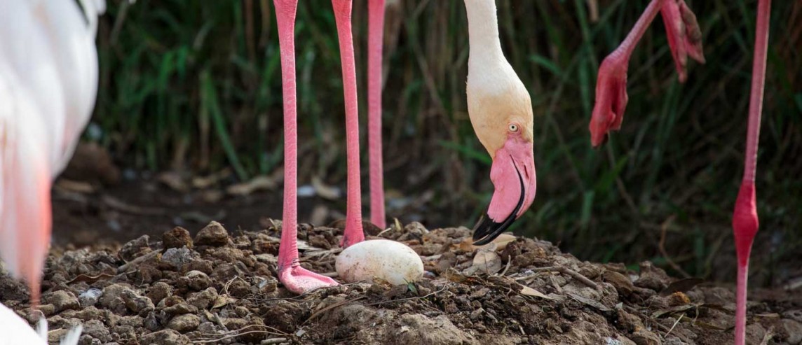 Congratulations to our innovative keepers | Greater Flamingo | Auckland ...
