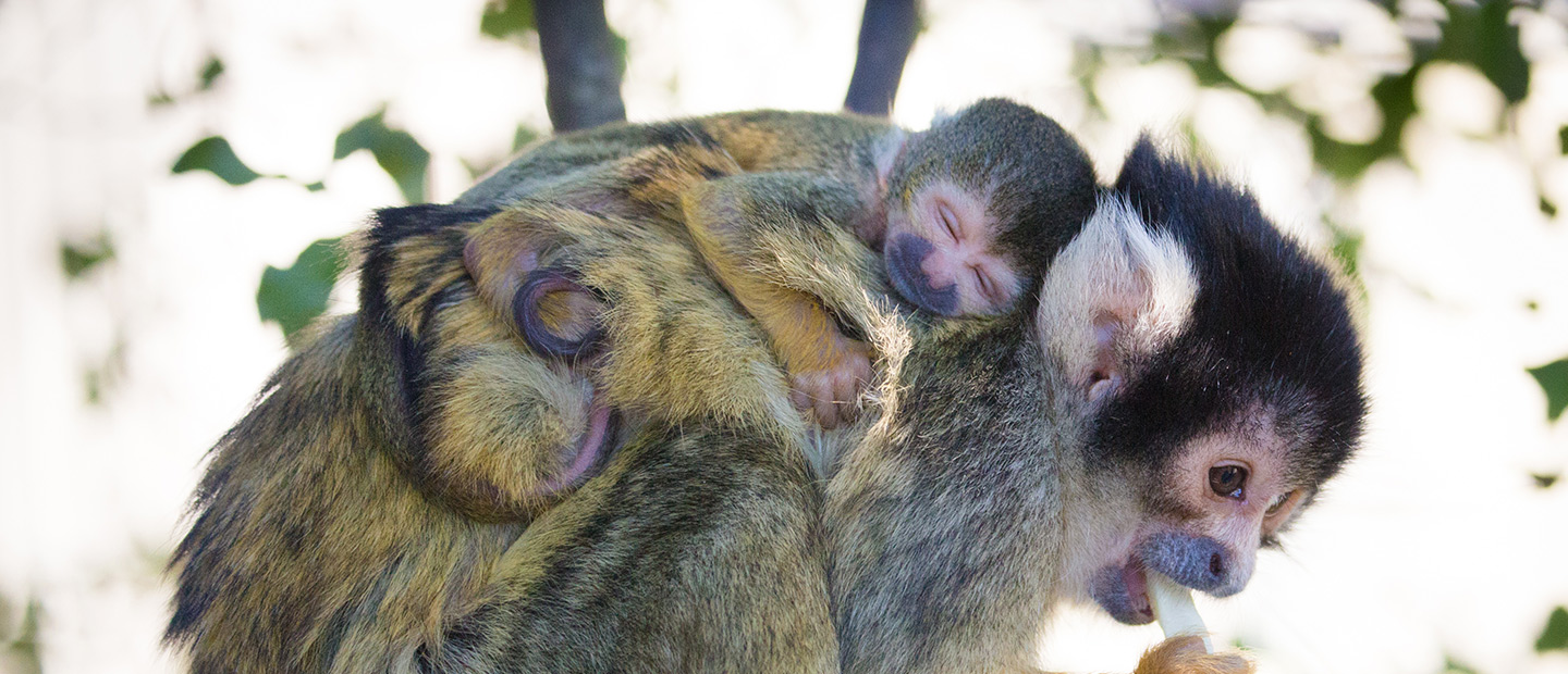 Zoo Experiences | Family Attractions in Auckland | Auckland Zoo