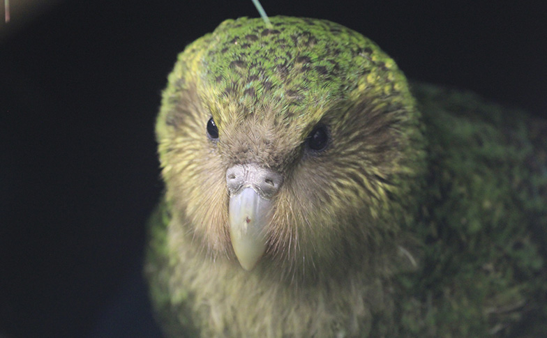 Our last two kākāpō patients have flown the nest! | Auckland Zoo News