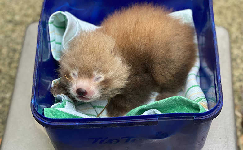 Meet the newest member of our red panda whānau! | Auckland Zoo News