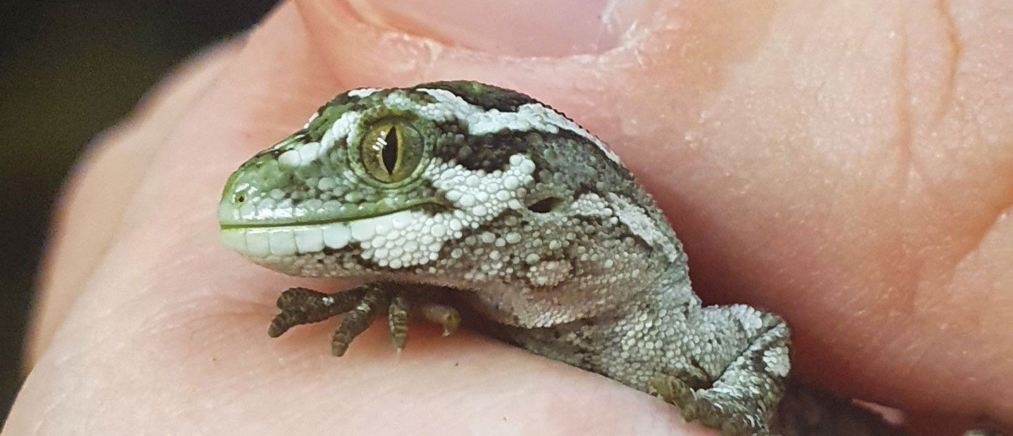 Exciting news for Zoo's rough geckos | Auckland Zoo