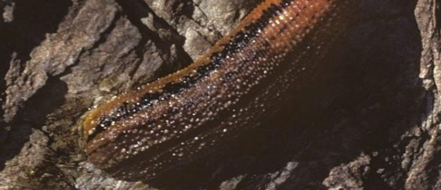 Our native leeches are bloody amazing | Auckland Zoo