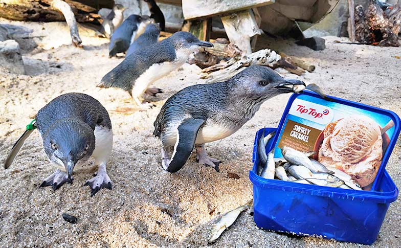A tip top lunch for our penguins! | Auckland Zoo