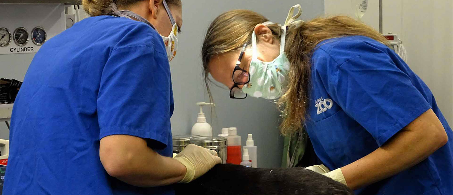 Our veterinary team - passionate and inventive recyclers! | Auckland Zoo