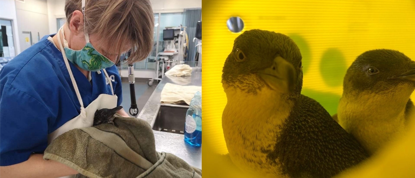 Wild penguin patients recover at Auckland Zoo's Vet Hospital | News
